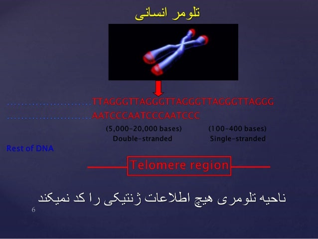 telomere structure and function