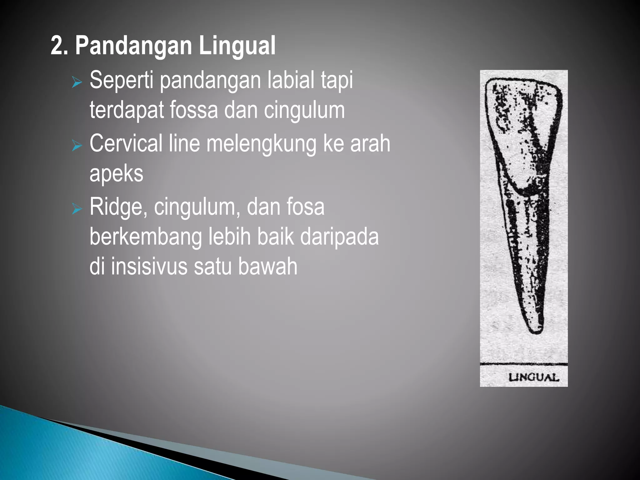 3. anatomi gigi insisivus kedua atas & bawah | PPTX