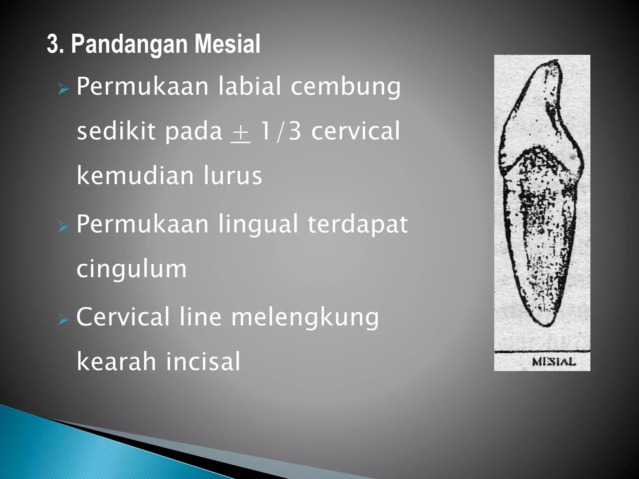 3. anatomi gigi insisivus kedua atas & bawah | PPTX