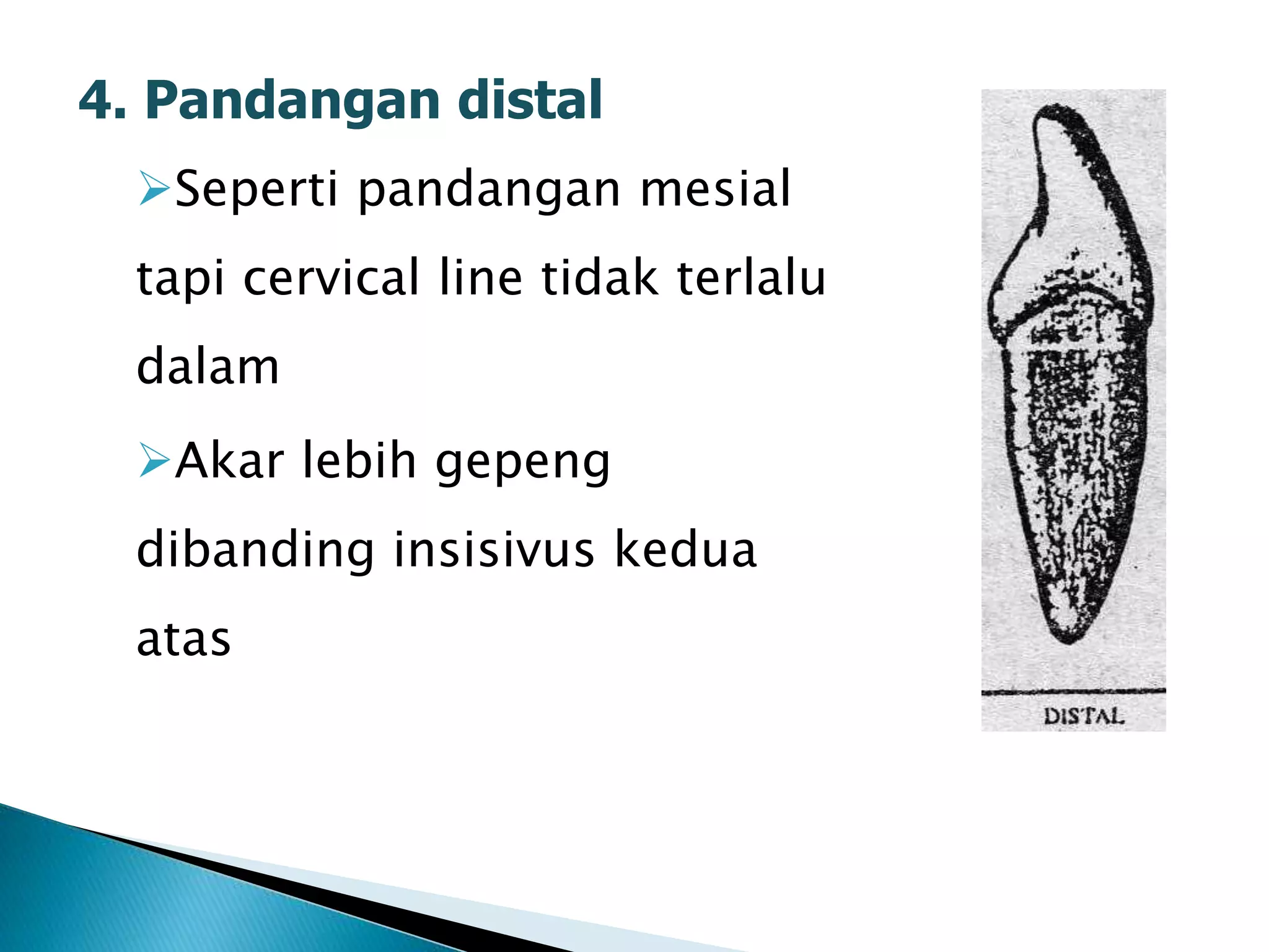 3. anatomi gigi insisivus kedua atas & bawah | PPTX