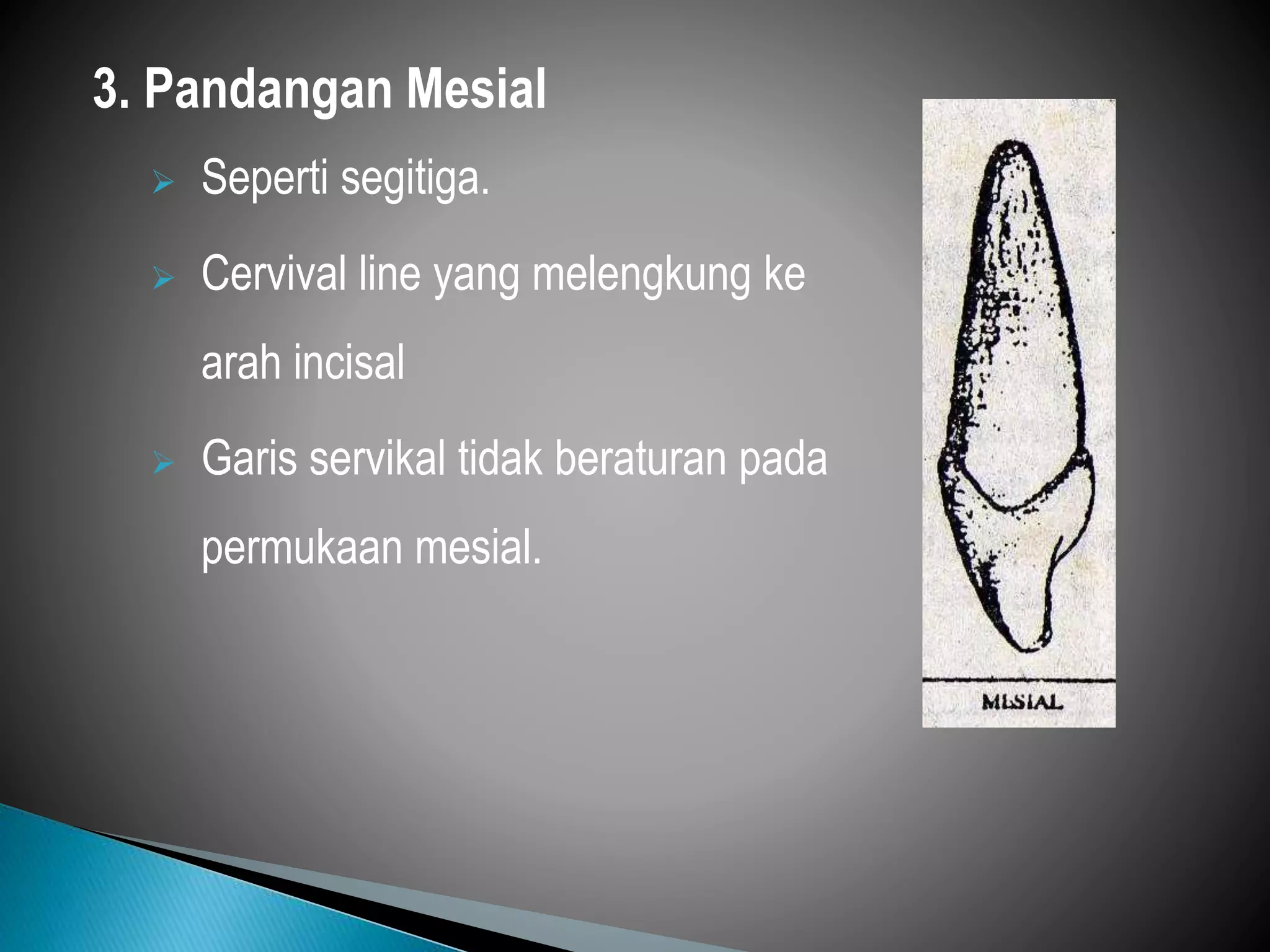 3. anatomi gigi insisivus kedua atas & bawah | PPTX