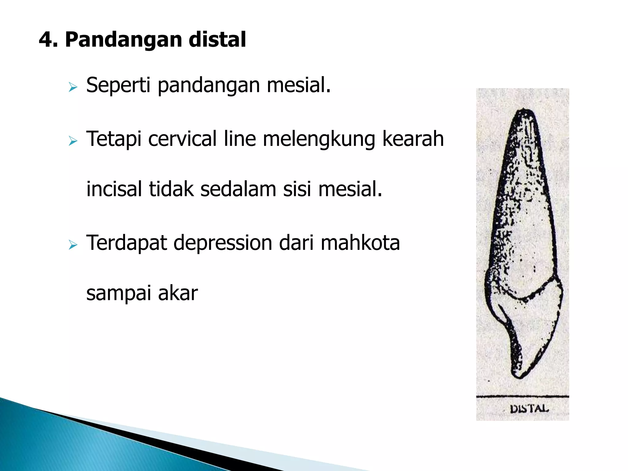 3. anatomi gigi insisivus kedua atas & bawah | PPTX