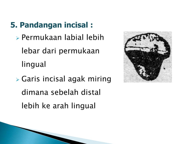 3. anatomi gigi insisivus kedua atas & bawah | PPTX