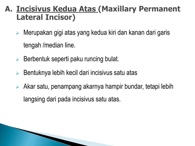 3. anatomi gigi insisivus kedua atas & bawah | PPTX