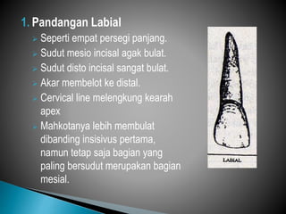 3. anatomi gigi insisivus kedua atas & bawah | PPTX
