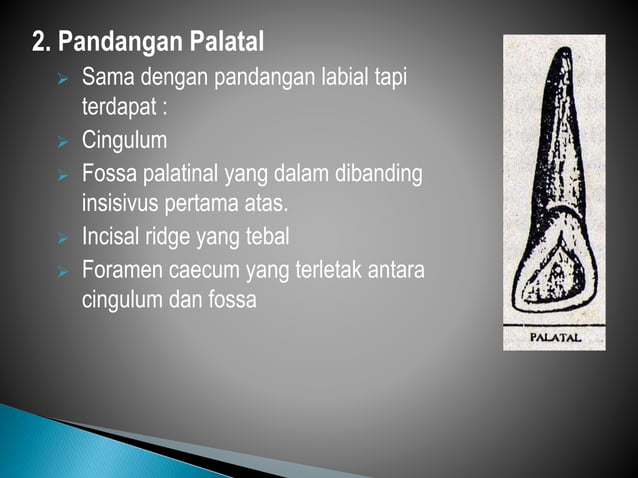 3. anatomi gigi insisivus kedua atas & bawah | PPT