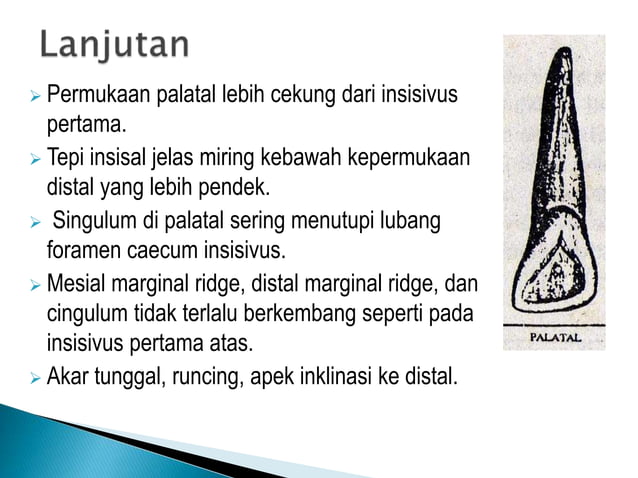 3. anatomi gigi insisivus kedua atas & bawah | PPT