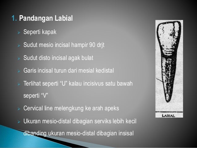3. anatomi gigi insisivus kedua atas & bawah