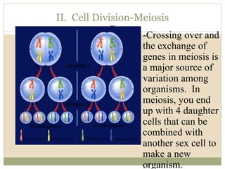 3 16 Crossing Over | PPT