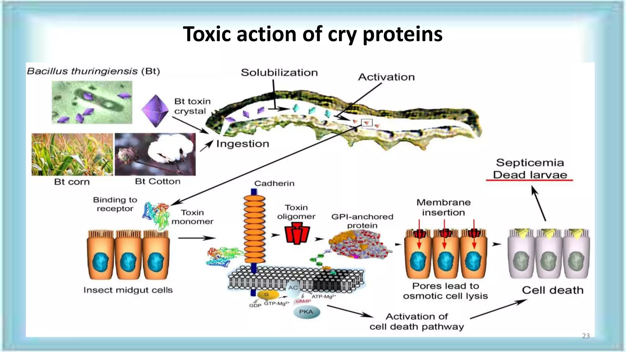 Genetic engineering for biotic stress tolerance | PPTX