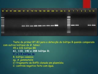 Identificação de biótipos b, q e nativo brasileiro do complexo da ...