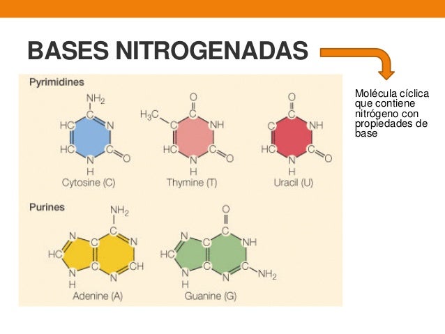 Biomoleculas: adn arn_atp