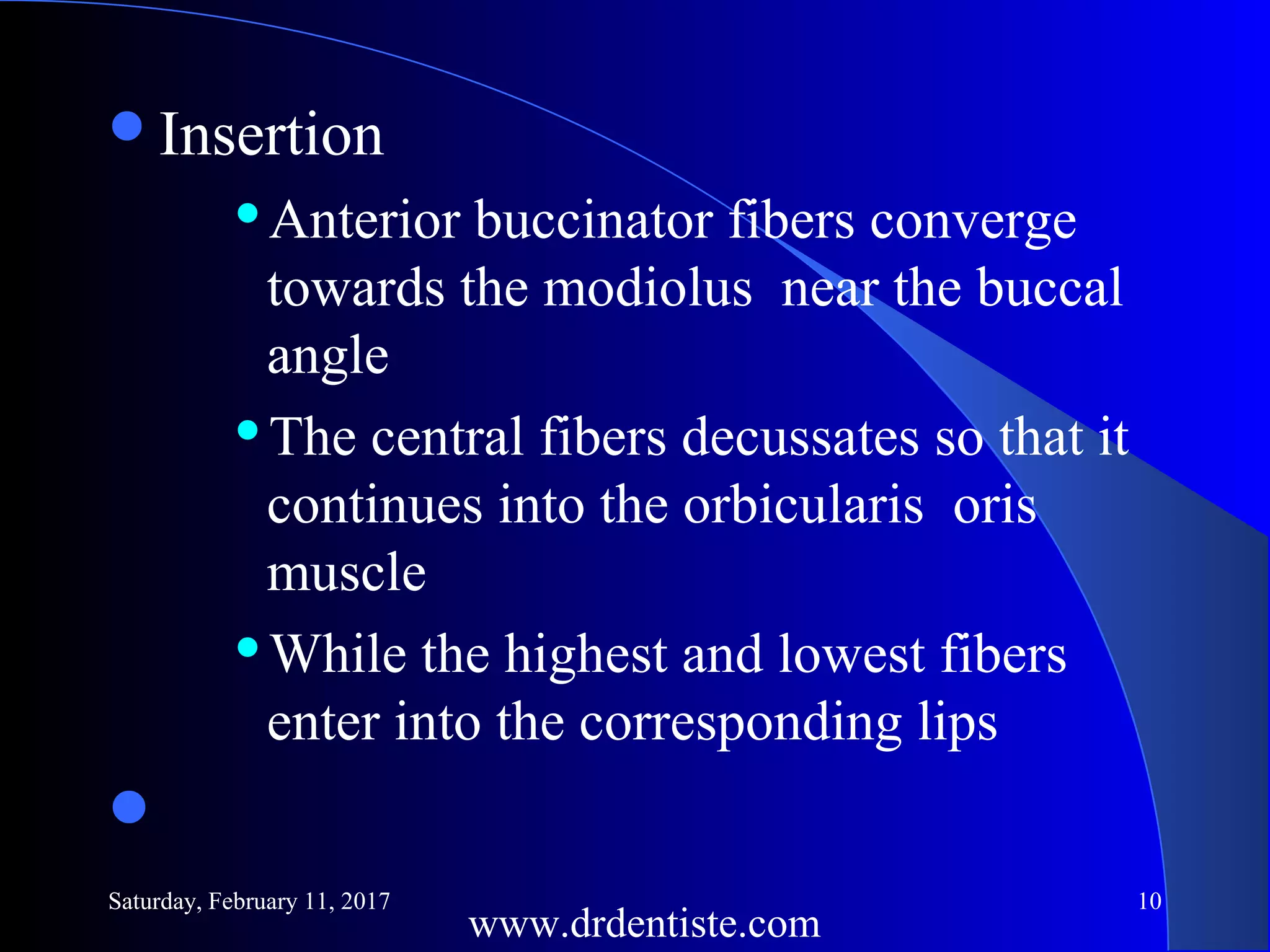 buccinator mechanism | PPT