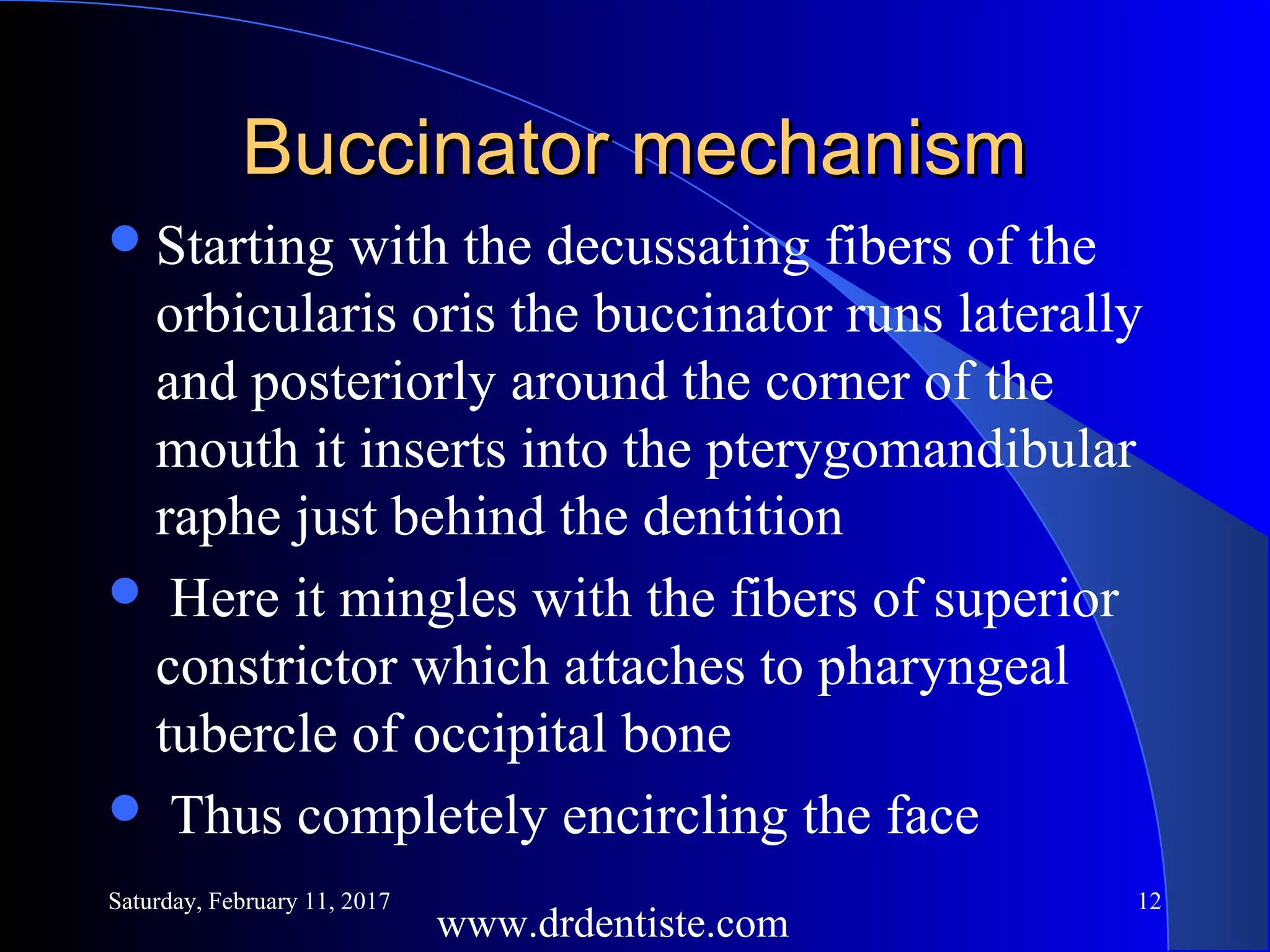 buccinator mechanism | PPT