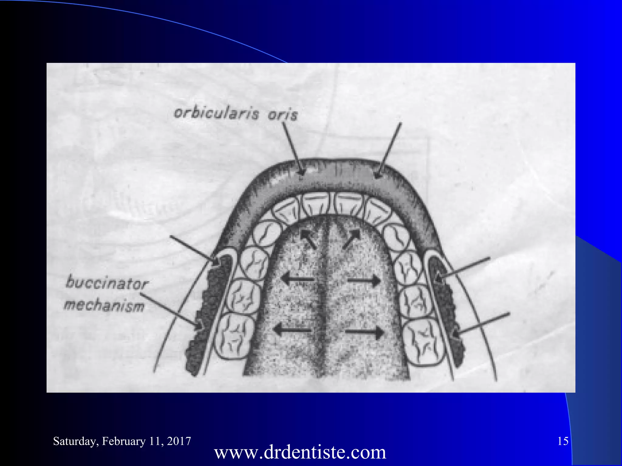 buccinator mechanism | PPT
