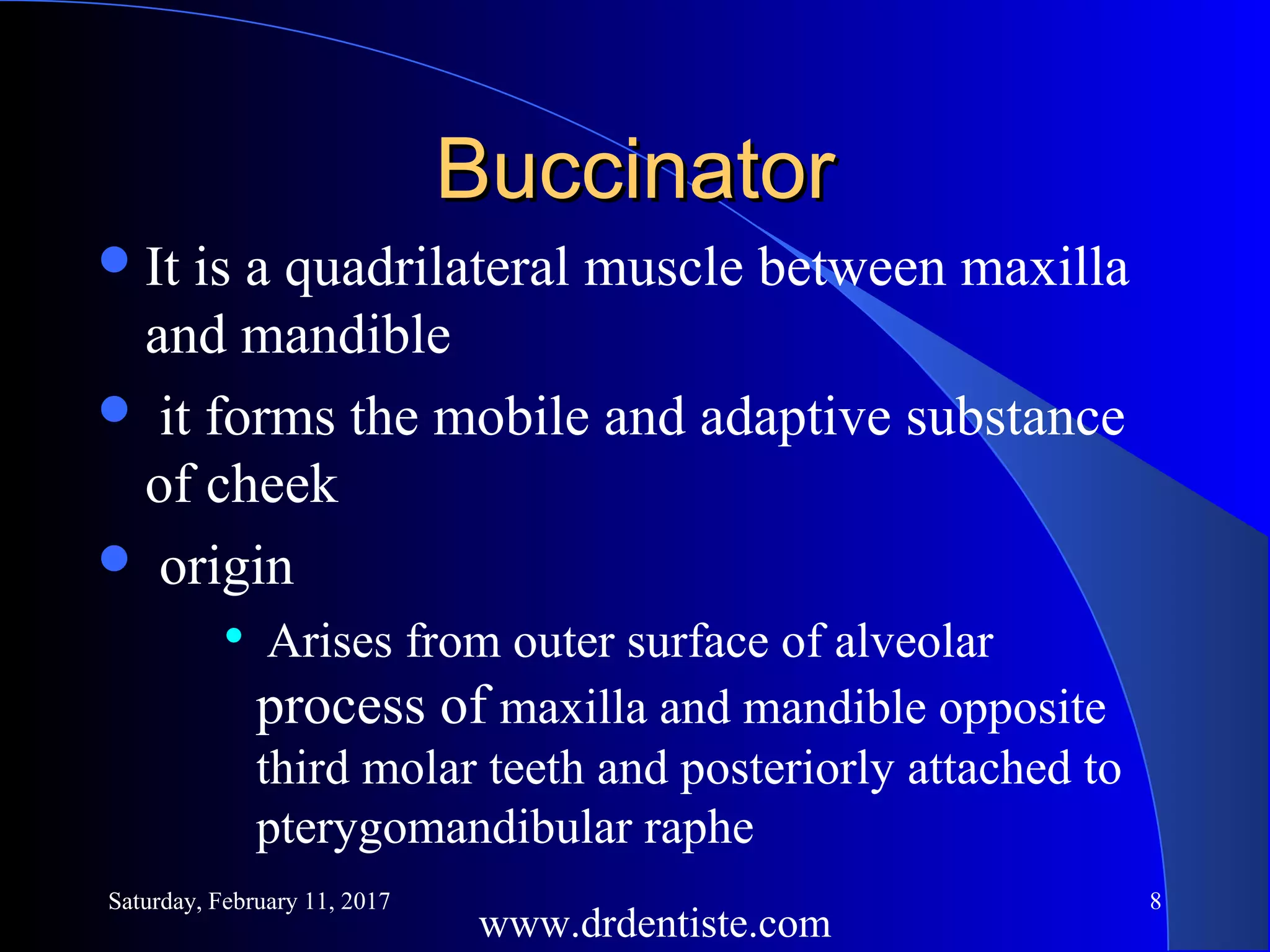 buccinator mechanism | PPT