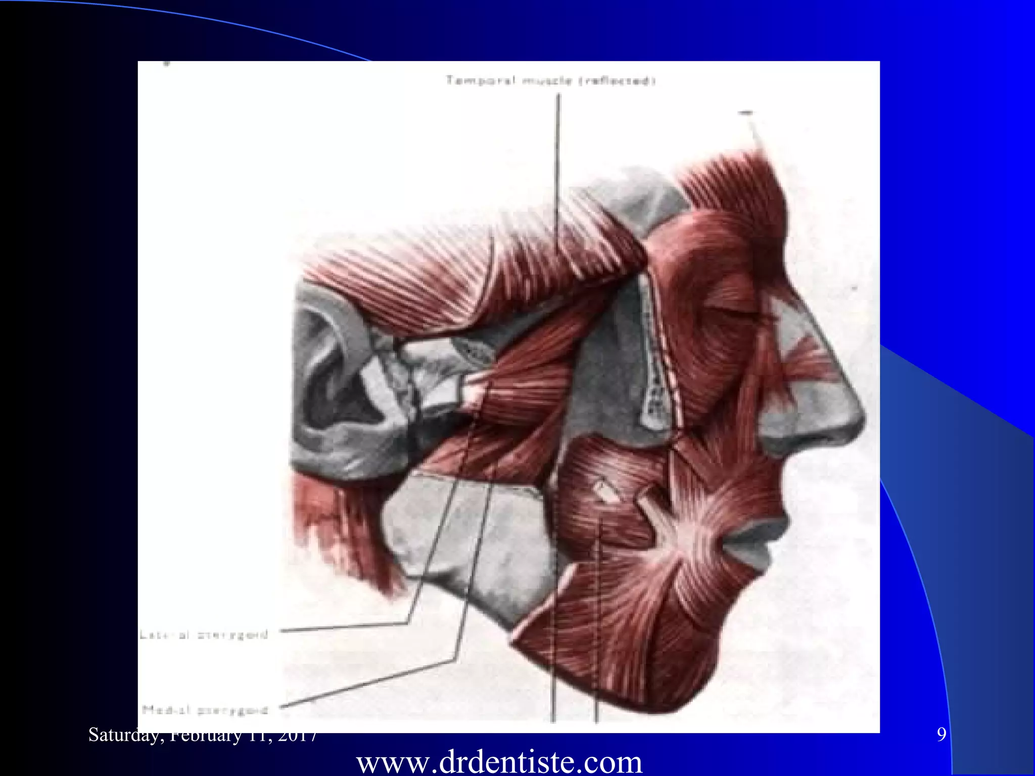 buccinator mechanism | PPT