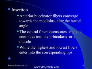 buccinator mechanism | PPT