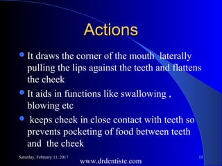 buccinator mechanism | PPT