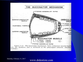 buccinator mechanism | PPT