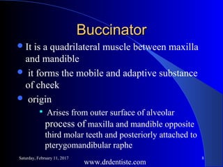 buccinator mechanism | PPT