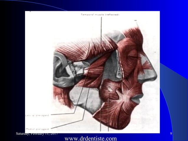 buccinator mechanism | PPT | Dental Health | Diseases and Conditions