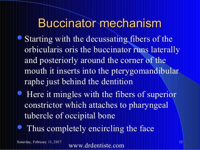 buccinator mechanism