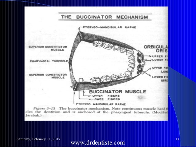 buccinator mechanism
