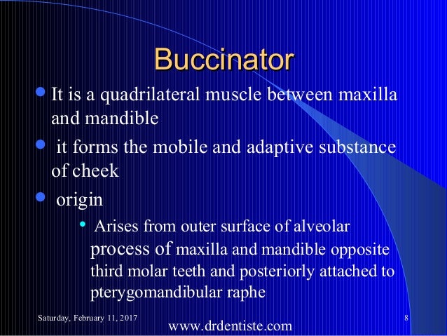 buccinator mechanism