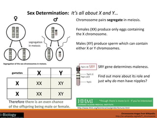 3.2 chromosomes | PPT