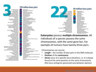 3.2 chromosomes | PPTX