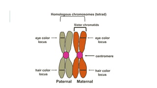 3.3 meiosis | PPTX