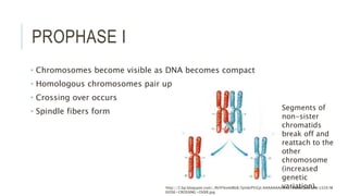 3.3 meiosis | PPTX