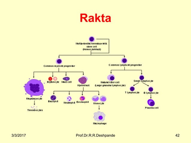 Rakta Dhatu | PDF | Blood Disorders | Diseases and Conditions