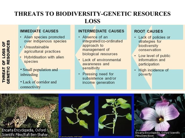 Threats to Biodiversity | PPT