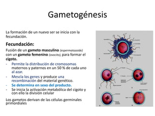 3.- Gametogénesis masculina | PPTX