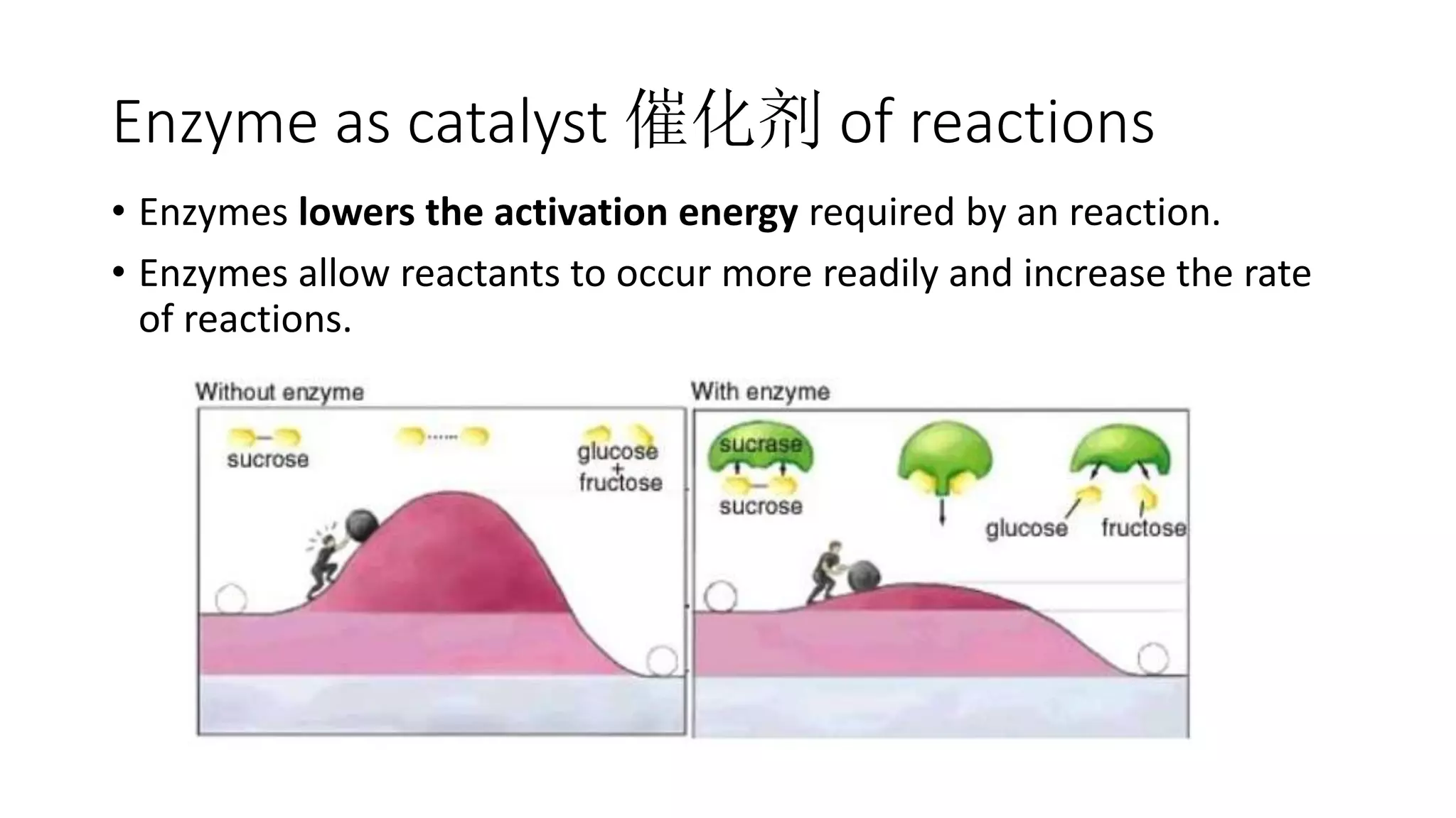 3.1 chemical reactions in the cell UEC Senior 1 Biology 独中高一生物 | PPTX ...