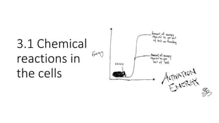 3.1 chemical reactions in the cell UEC Senior 1 Biology 独中高一生物 | PPTX ...