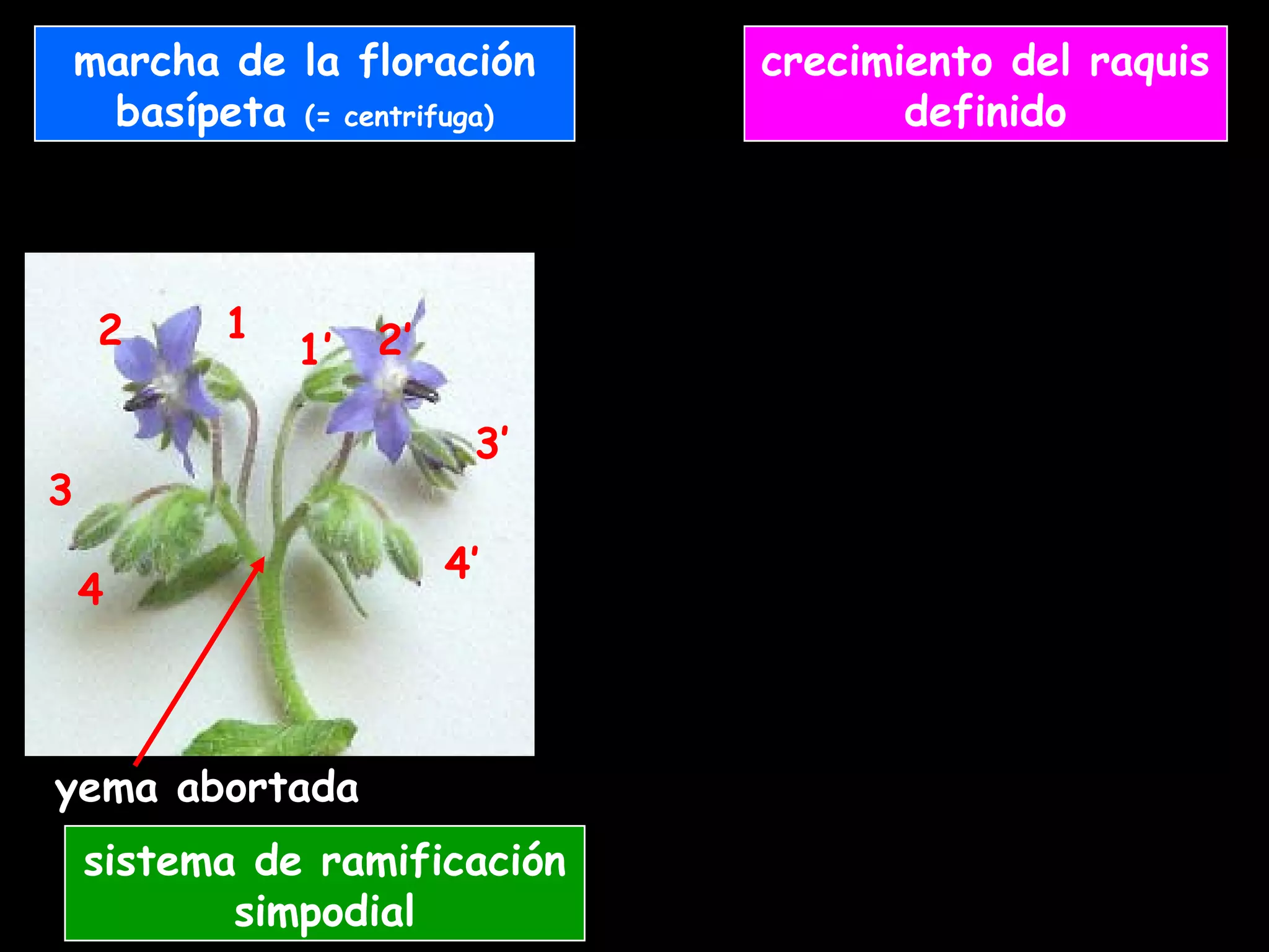 3.2 inflorescencias cimosas--_monocasios | PPT