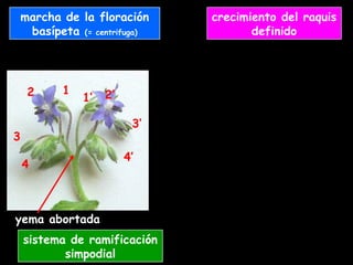 3.2 inflorescencias cimosas--_monocasios | PPT