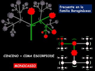 3.2 inflorescencias cimosas--_monocasios | PPT