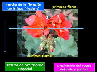3.2 inflorescencias cimosas--_monocasios | PPT