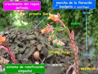 3.2 inflorescencias cimosas--_monocasios | PPT