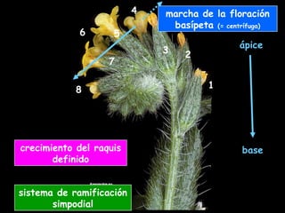 3.2 inflorescencias cimosas--_monocasios | PPT