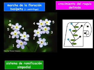 3.2 inflorescencias cimosas--_monocasios | PPT