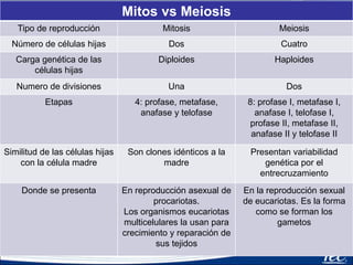 3.2 Reproduccion celular mitosis y meiosis | PPTX