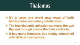 Neuroanatomy | 3. Cerebrum (2) Basal Ganglia and Diencephalon | PDF