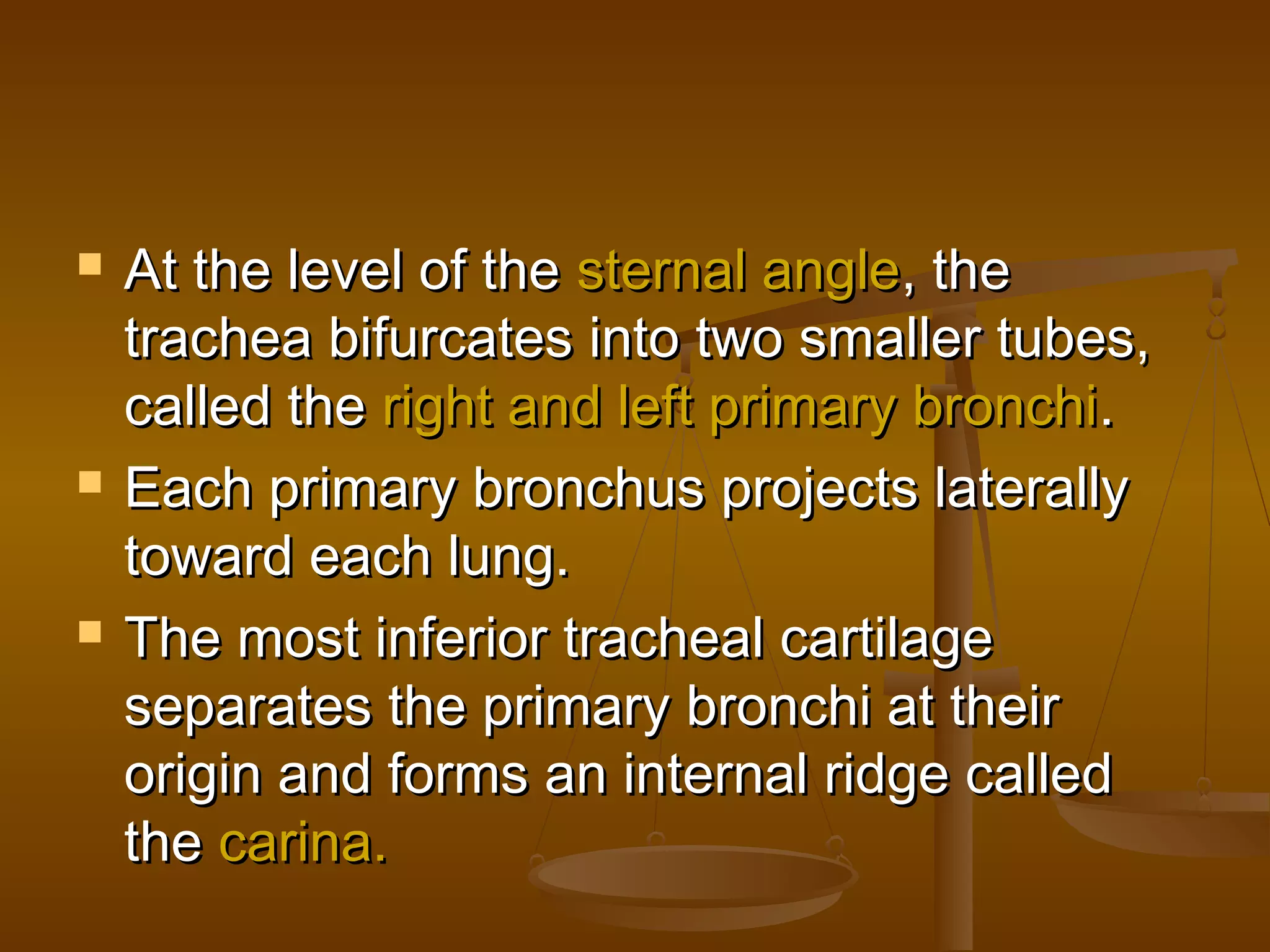Respiratory system | PPT