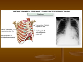 Respiratory system | PPT