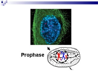 Reproduction at the Cellular level | PPT | Biological Sciences | Science
